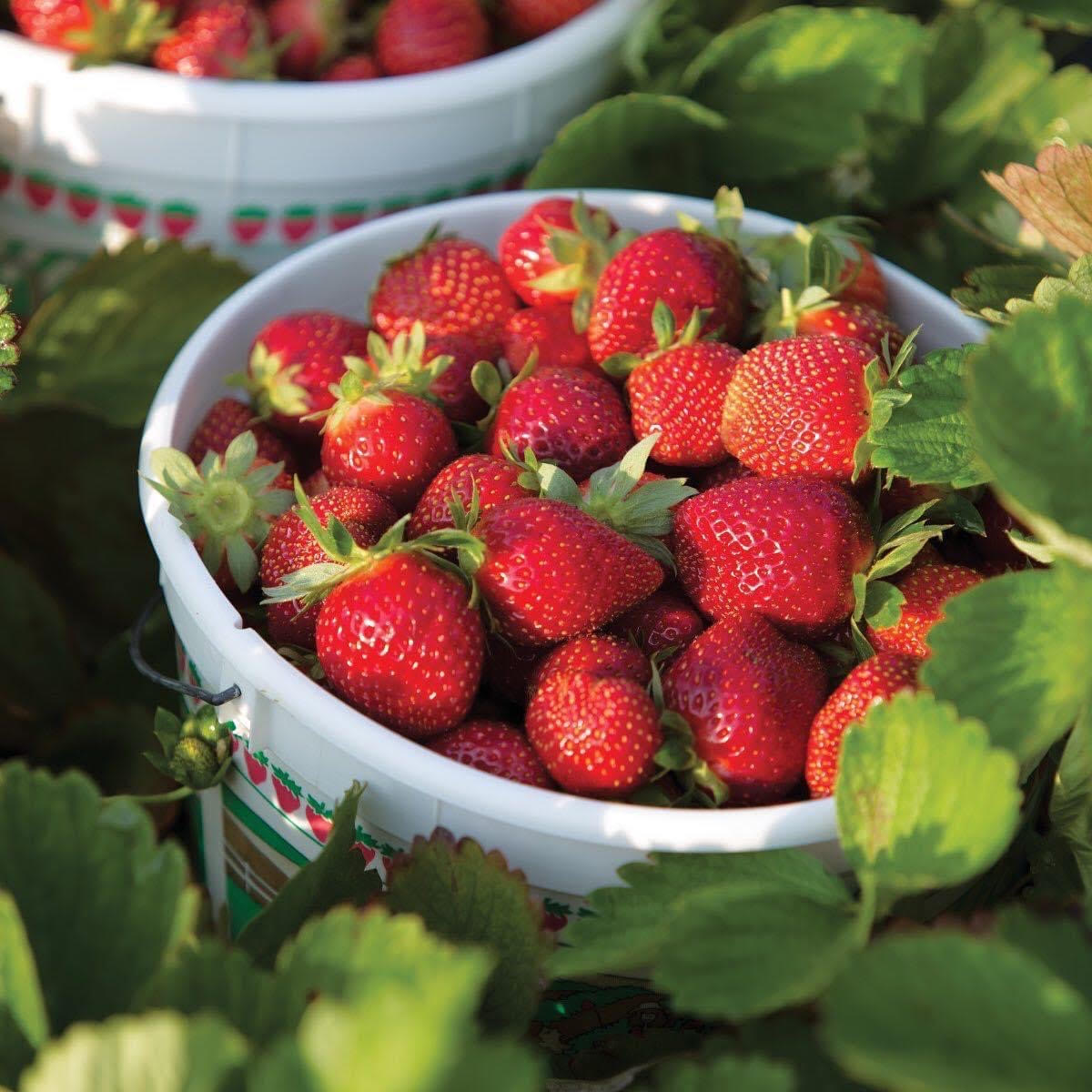 Calhoun Produce | Calhoun Produce